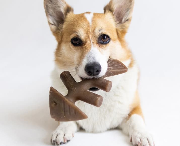 Benebone Fishbone Dog Chew Toy – Dr.Pawfriends