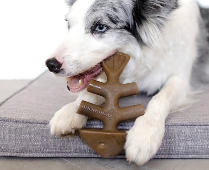 Benebone Fishbone Dog Chew Toy – Dr.Pawfriends